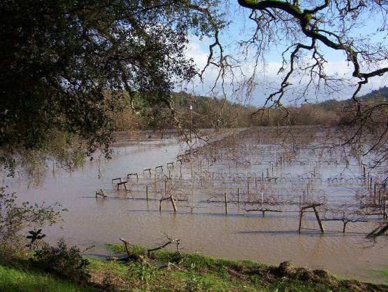 Farm Versus Fish: Water Use in the Russian River Valley - Palate Press