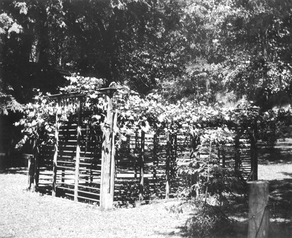 Indigenous American Grape Varieties, A Primer - Palate Press