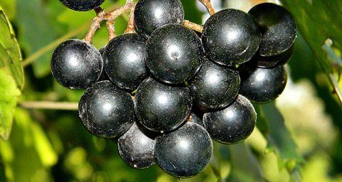 Indigenous American Grape Varieties, A Primer - Palate Press