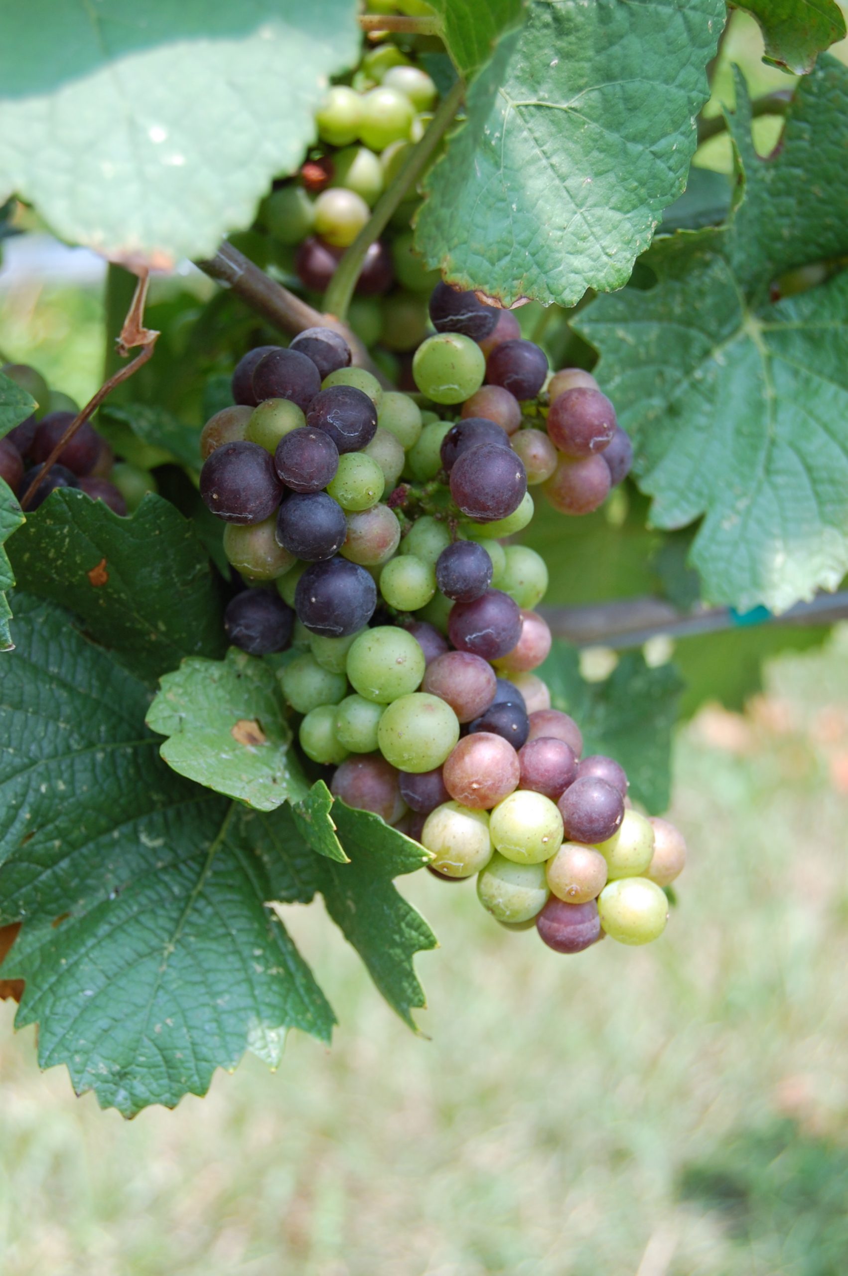 End pinot racism: Skin color genetics and pink pinot gris - Palate Press