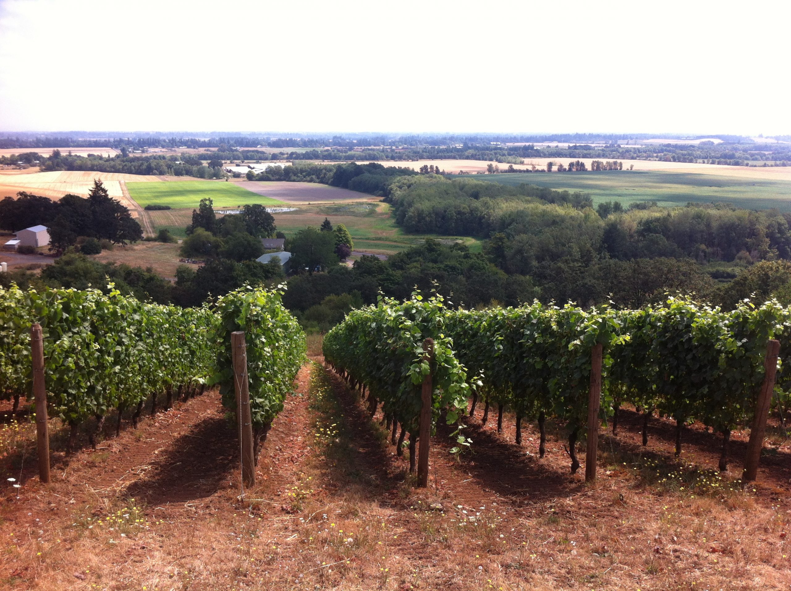 What's in a name? AVAs and wine appellations, from best to worst ...