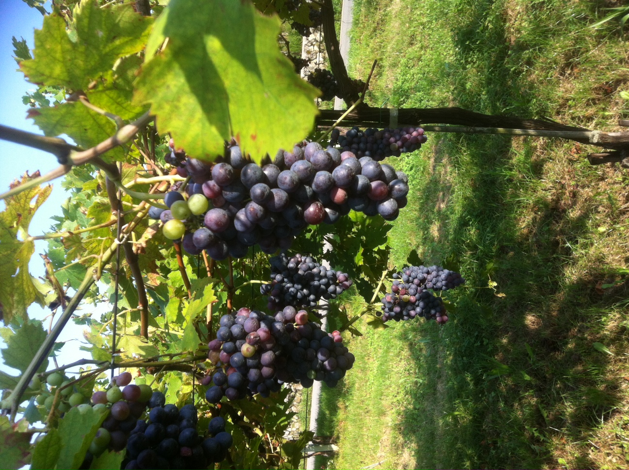 In Italy, a tough vintage - Palate Press