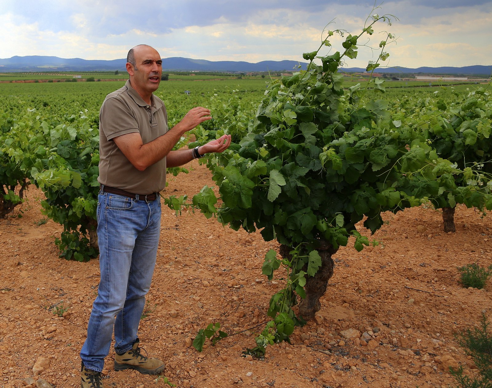 Keeping an Eye on Bobal: Valencia's indigenous red grape - Palate Press