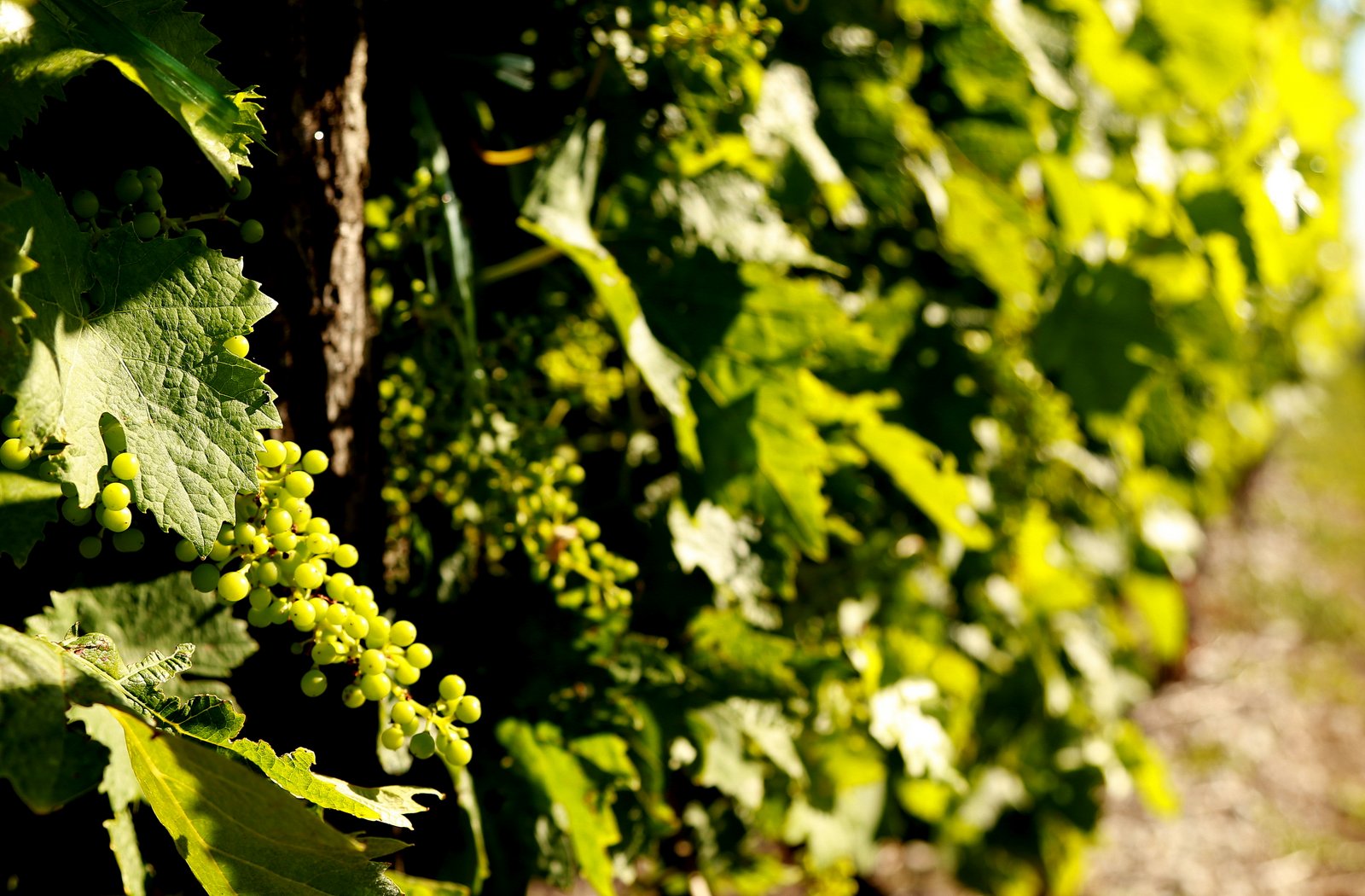 Catching up with Cognac - Palate Press