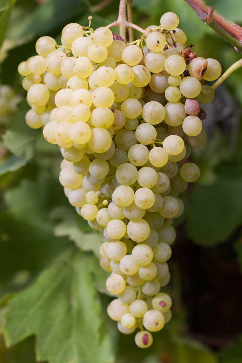 Prosecco risotto: A unique pairing from Conegliano - Palate Press