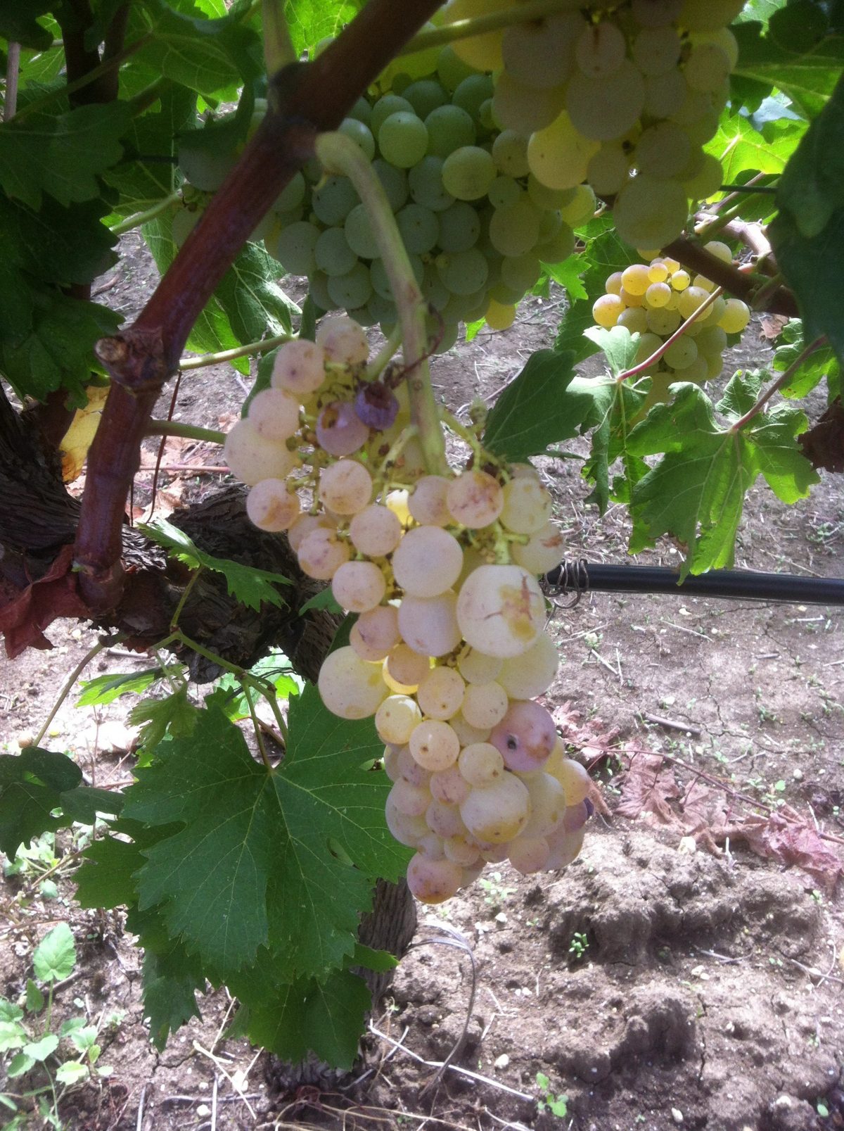 Facing climate change, Italian growers turn to cooler areas, native ...