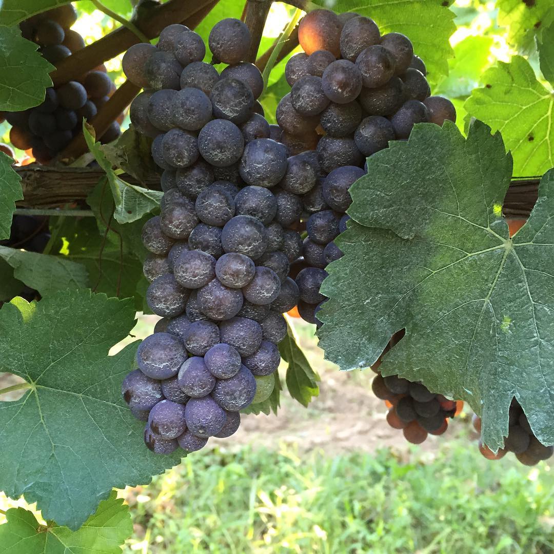 In Italy, Pinot Grigio gets a varietal "Super DOC" - Palate Press