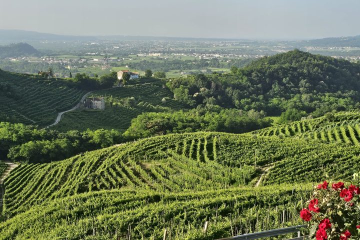 Features - Palate Press