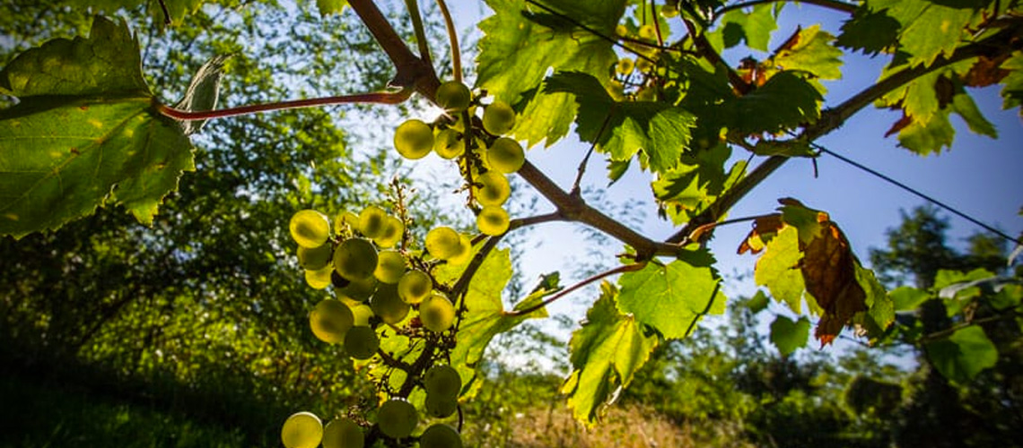 How Did the “Tokay” Grape Disappear? - Palate Press