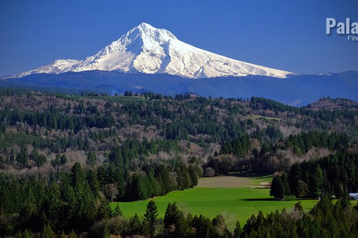 Palate Press - Fine Wine & Noble Spirits - Palate Press