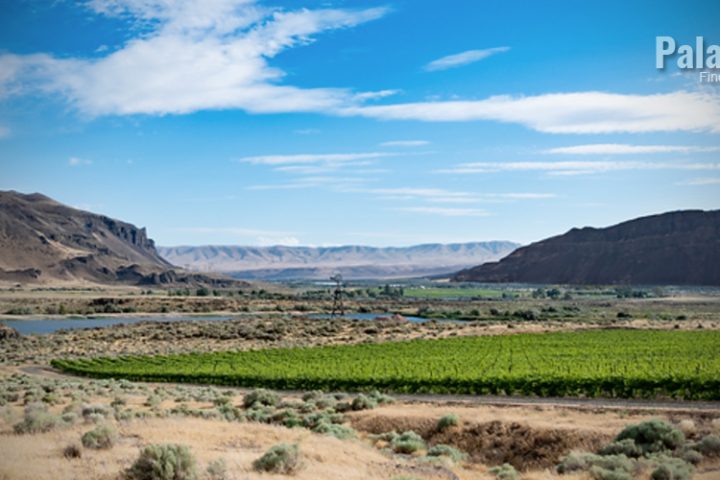 Palate Press - Fine Wine & Noble Spirits - Palate Press