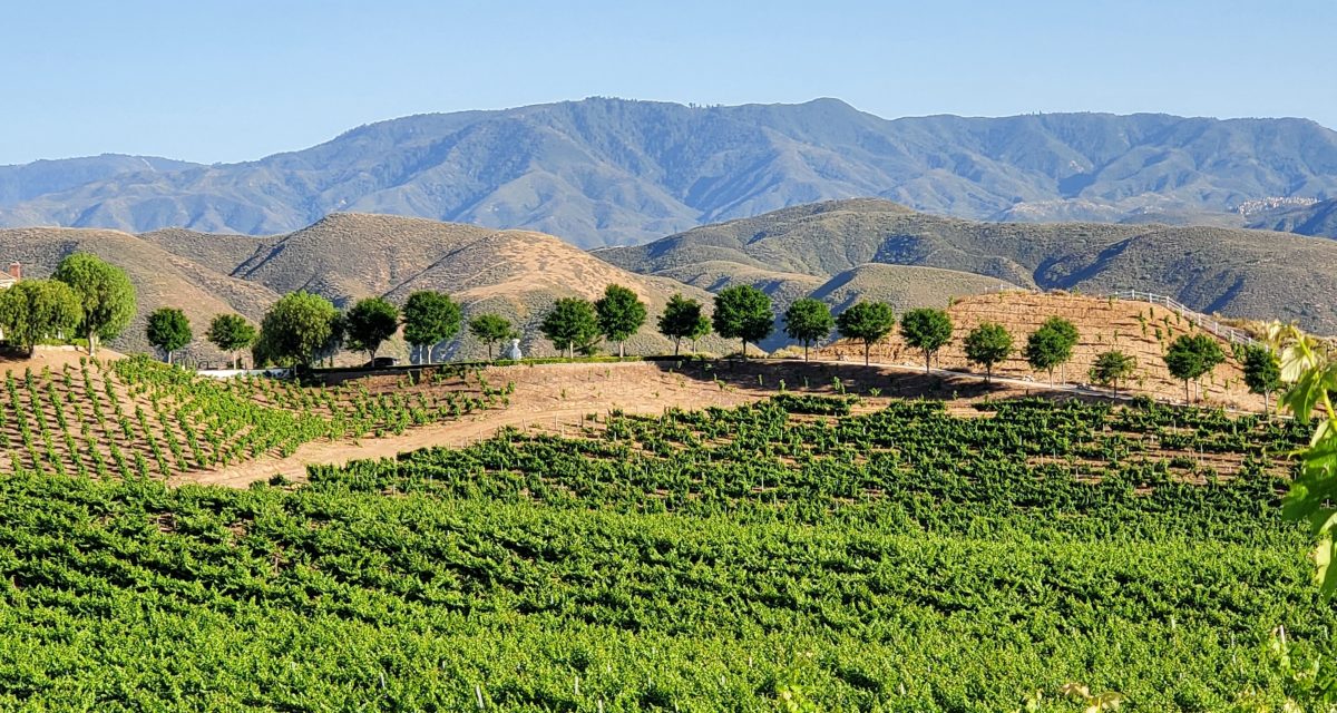 Meet Temecula Valley—a rising wine destination - Palate Press