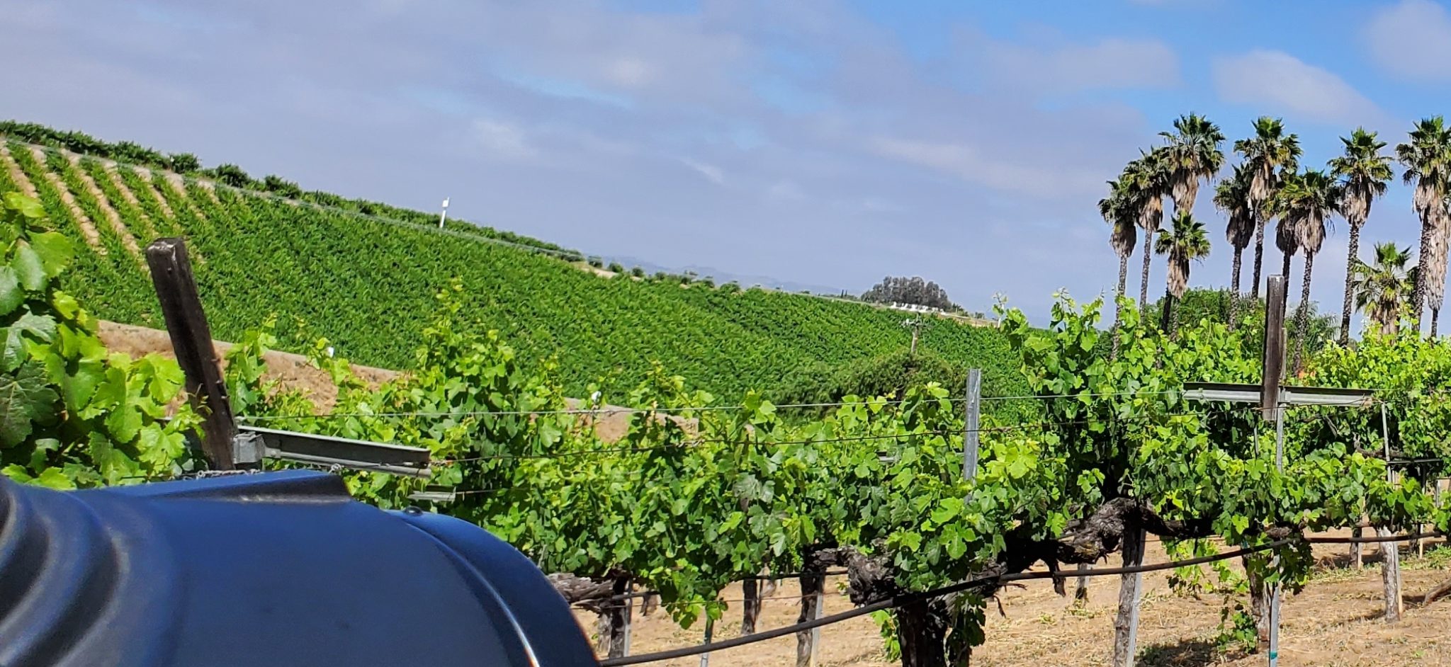 Meet Temecula Valley—a rising wine destination - Palate Press