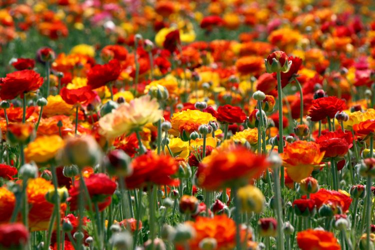 A Literal Field of Dreams; The Flower FIelds in Carlsbad Having Amazing ...