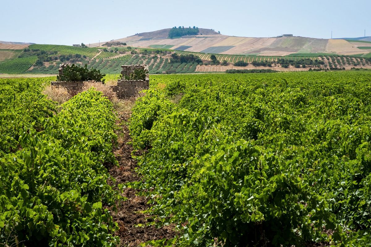 Sicily’s Secret Grape Goes Mainstream: The Rise of Perricone - Palate Press
