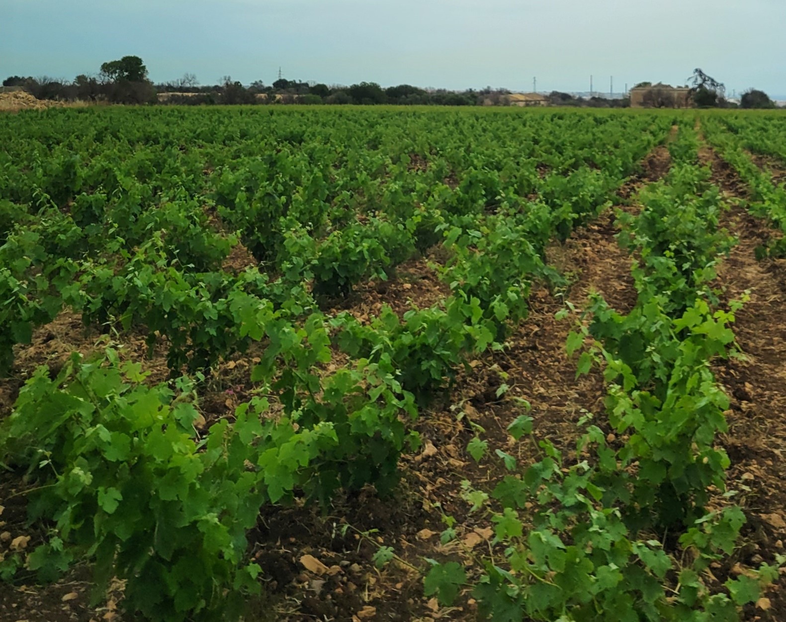 The Future of Wine, And How We Got Here: Viking in the Vineyard by ...